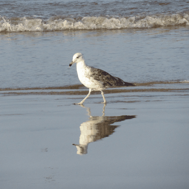 Walking seagull (Gif)